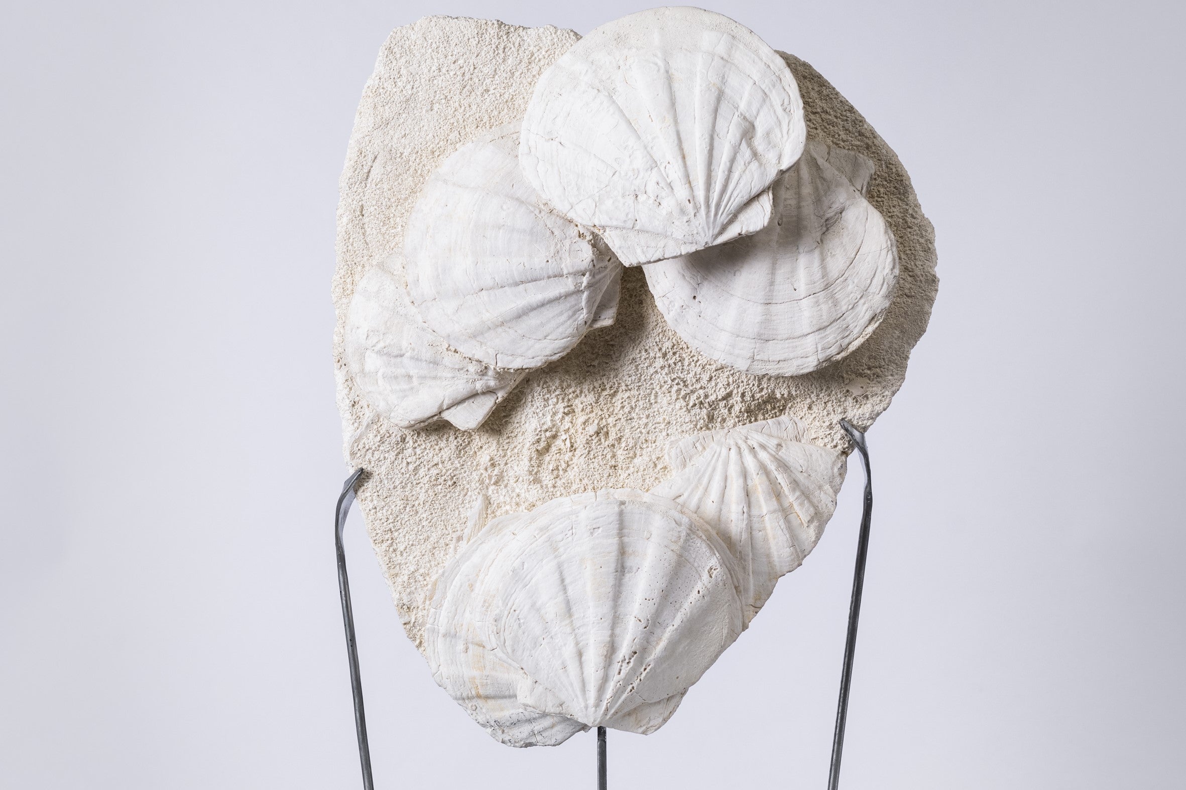 Shells – ANCADA Gallery